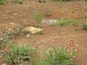 En etapa de exploración la veta de oro de Actopan y Alto Lucero: Goldgroup - Al Calor Político