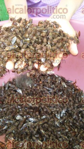 Escasean las chicatanas en Huatusco - Galería - alcalorpolitico.com