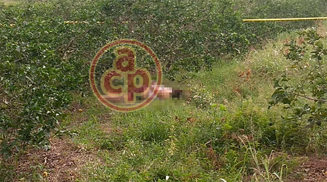 Mujer fue ejecutada, en Martínez; hallaron su cadáver en limonar - Al ...