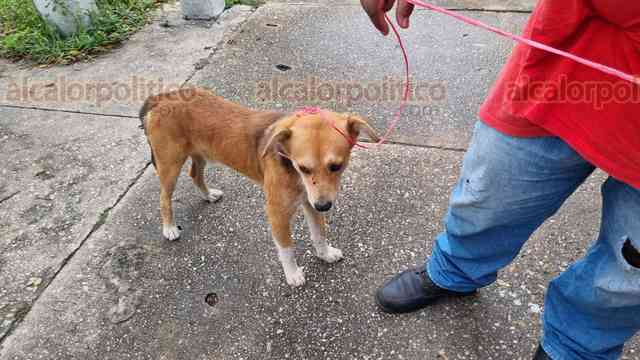 Sorprenden a personas abandonando un perro, en Coatzacoalcos - Al Calor ...
