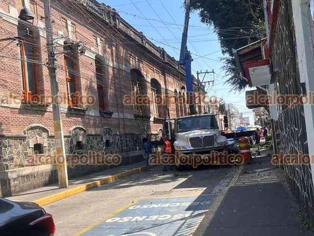 Podan árboles en centro de Xalapa - Galería - alcalorpolitico.com