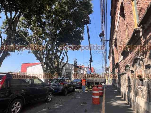 Podan árboles en centro de Xalapa - Galería - alcalorpolitico.com