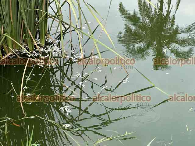 Cientos de peces murieron en lago de Medellín de Bravo - Al Calor Político