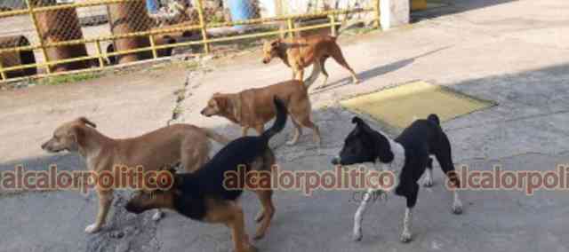 Detienen sacrificio de perros que se refugian en instalaciones de Pemex ...