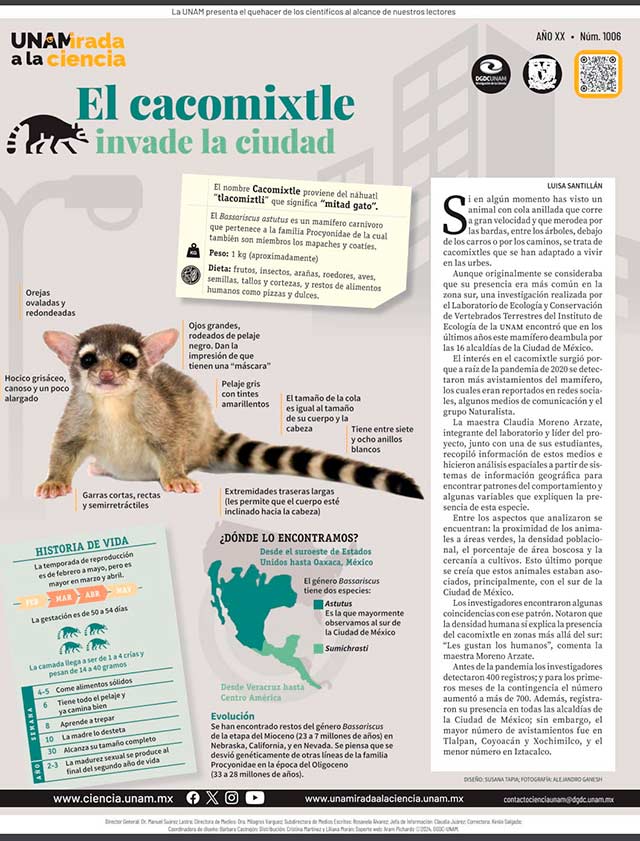 El cacomixtle: mamífero cada vez más común en ciudades muy pobladas ...