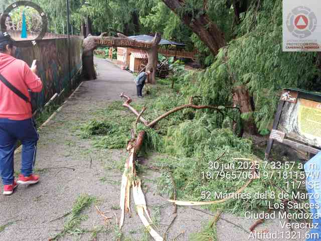 Ante caída de árboles, PC pide evitar la Ciudad de los Ahuehuetes, en ...