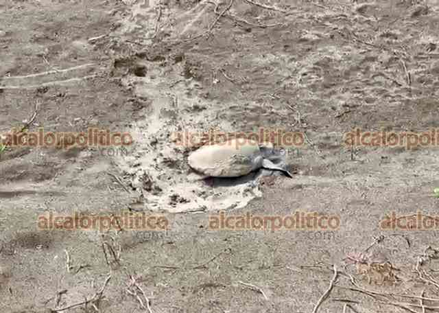Tortuga Lora arriba a playa Gaviota para desovar, este jueves en Boca ...
